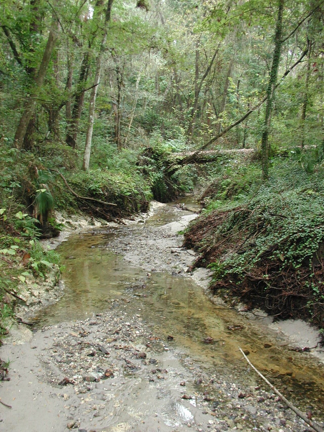 CW Hogtown Creek - Gainesville Creeks