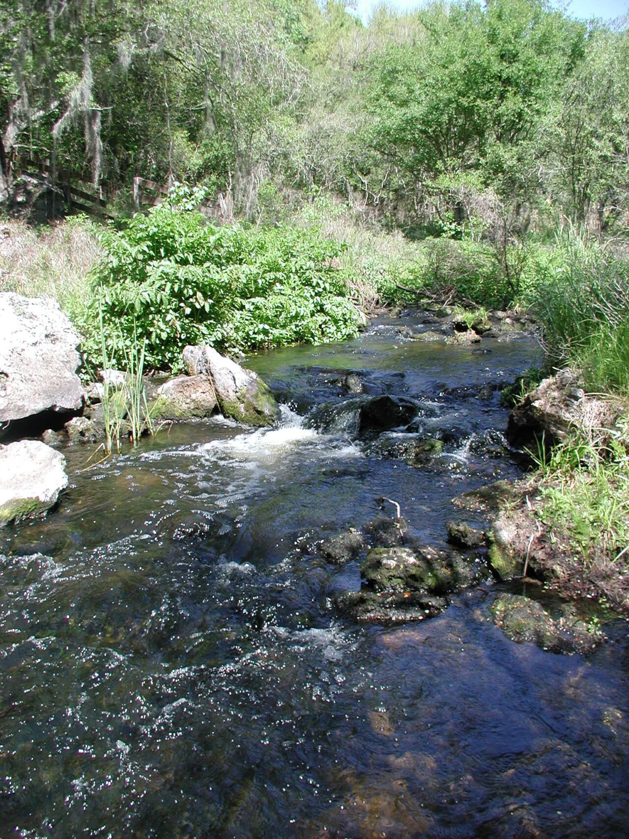 CW Hogtown Creek - Gainesville Creeks