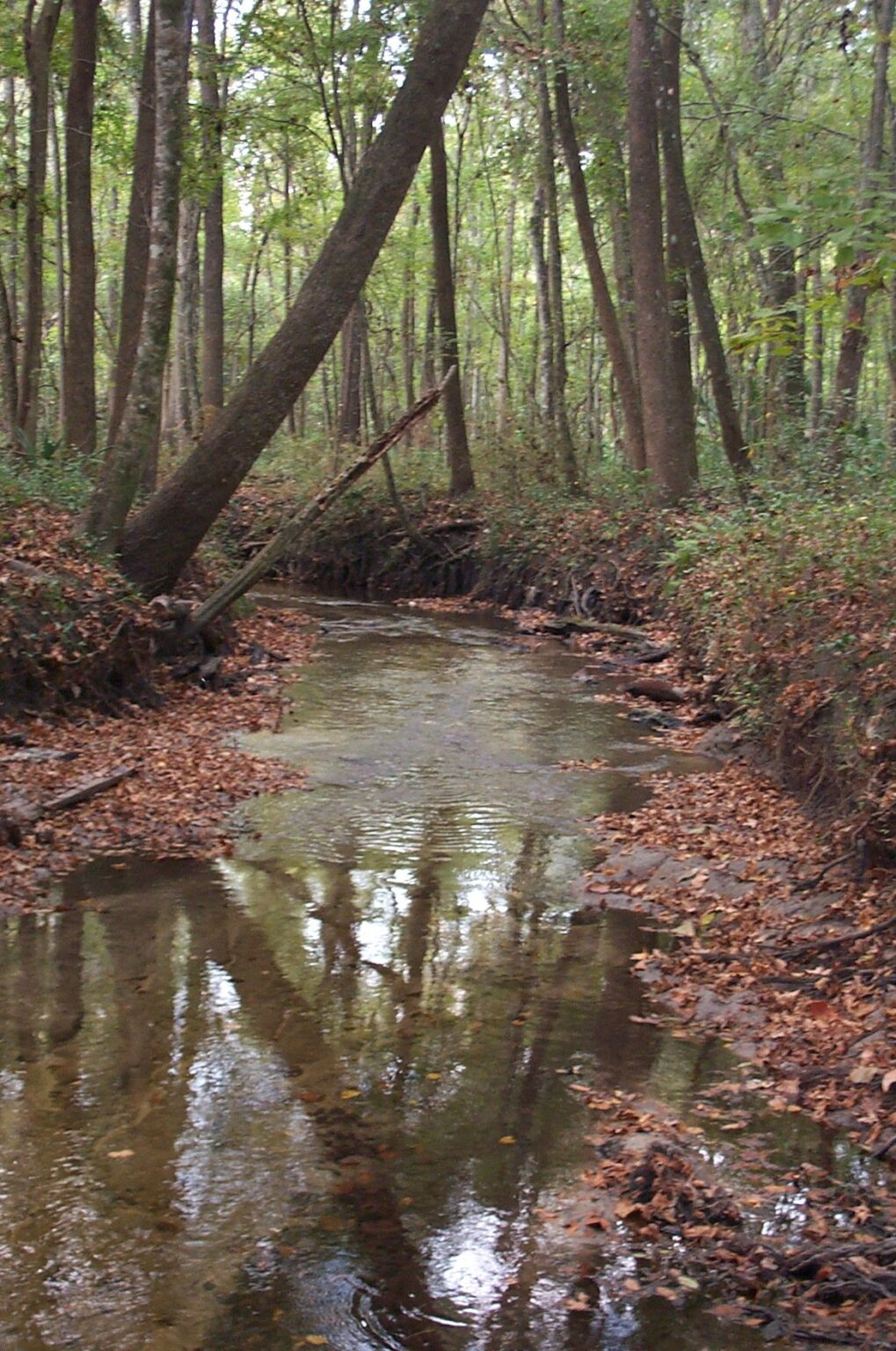 CW Hogtown Creek - Gainesville Creeks
