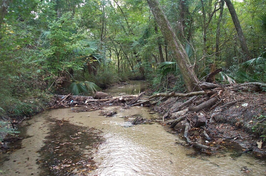 CW Hogtown Creek - Gainesville Creeks