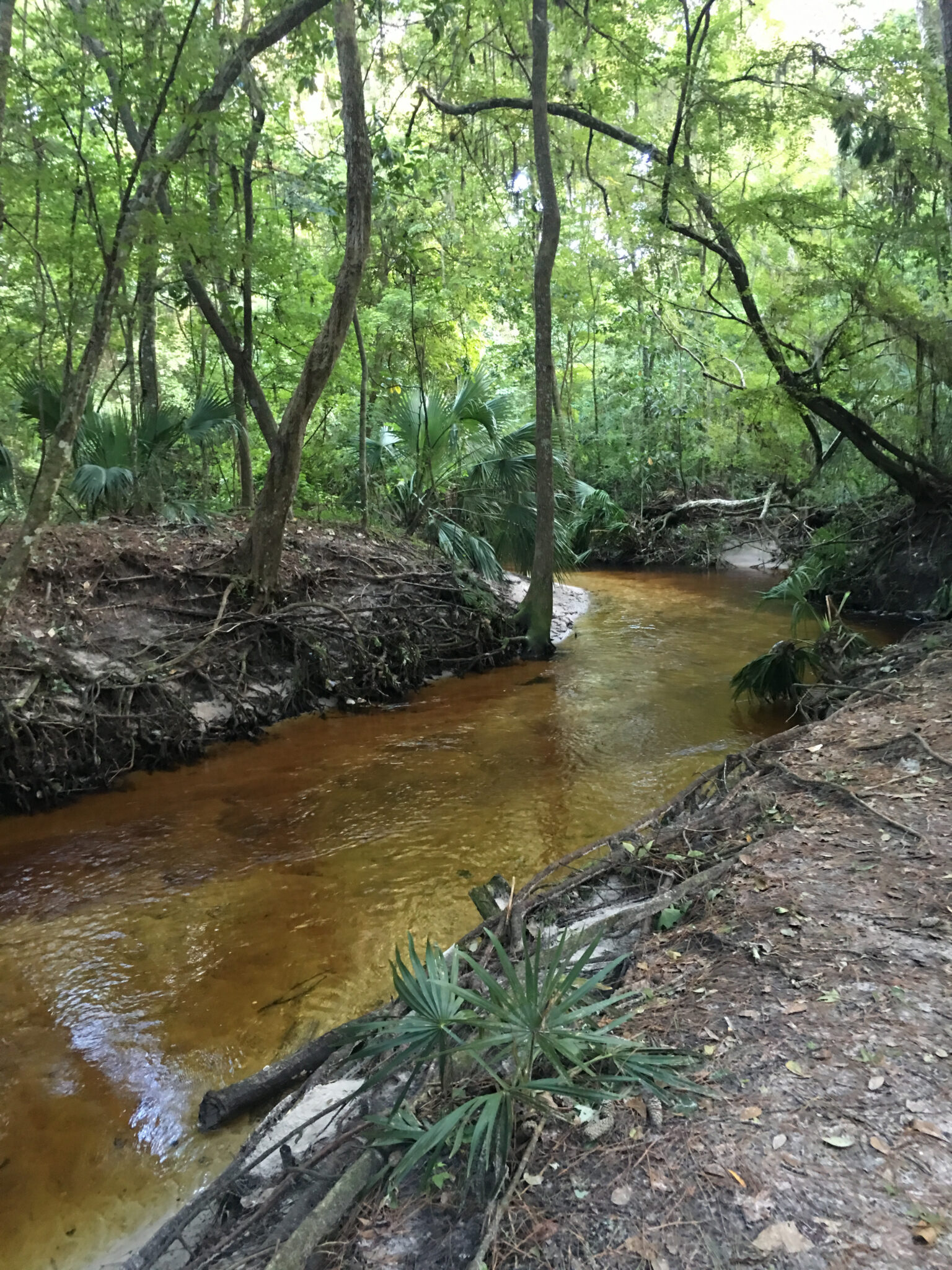 CW Hogtown Creek - Gainesville Creeks
