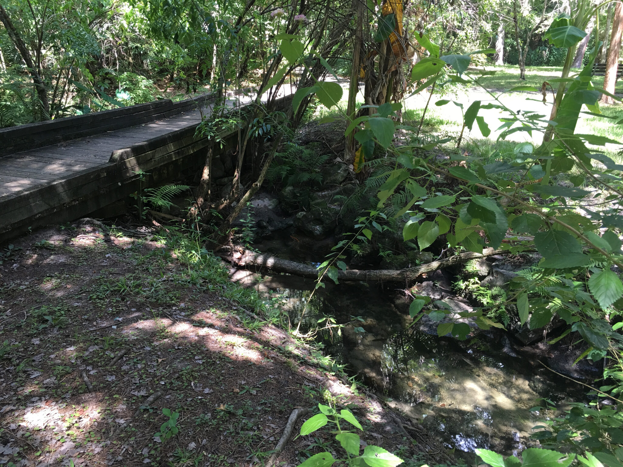 CW Lake Alice - Gainesville Creeks