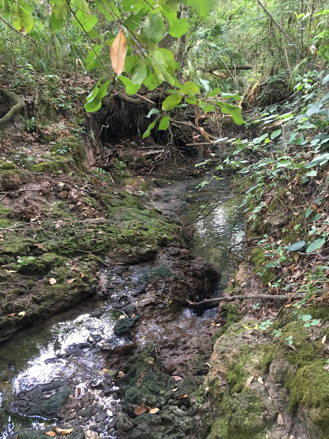 CW Lake Alice | Gainesville Creeks