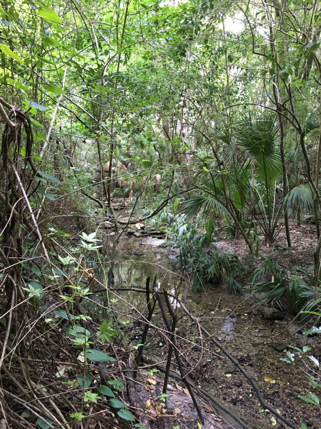 CW Lake Alice - Gainesville Creeks
