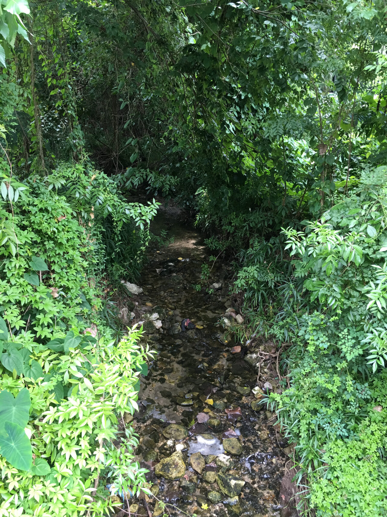 CW Lake Alice - Gainesville Creeks