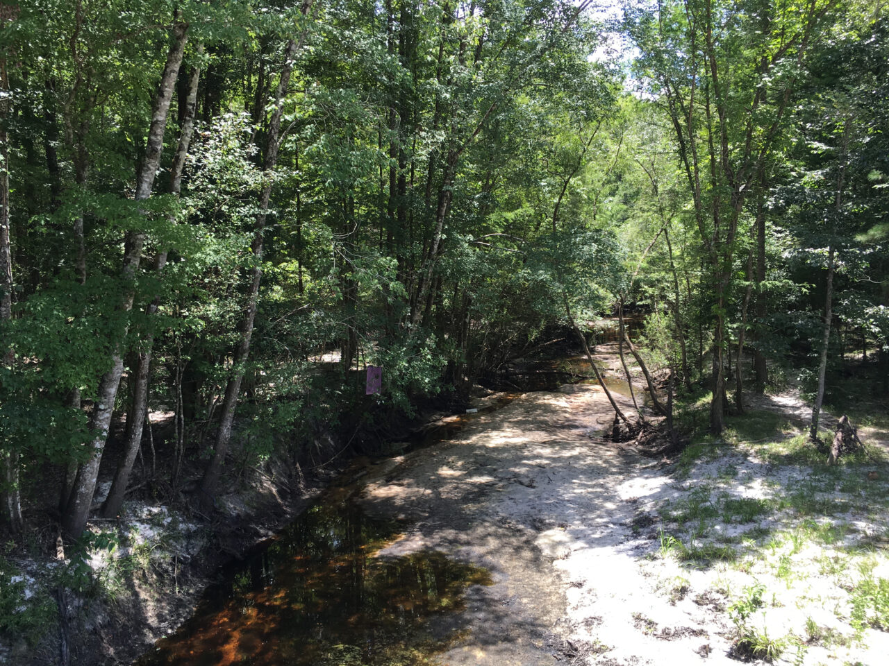 CW Little Hatchet Creek | Gainesville Creeks