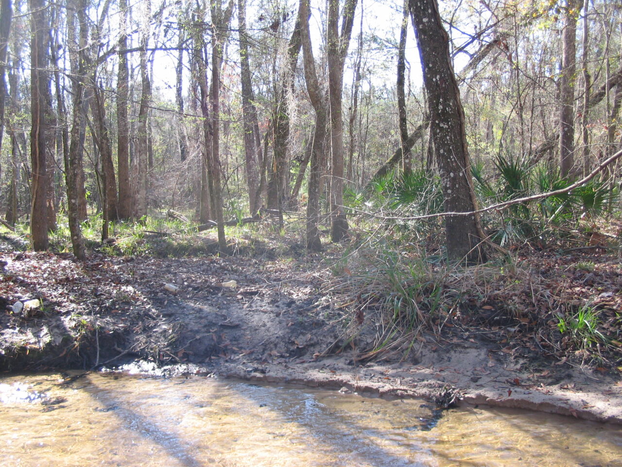 CW Little Hatchet Creek | Gainesville Creeks