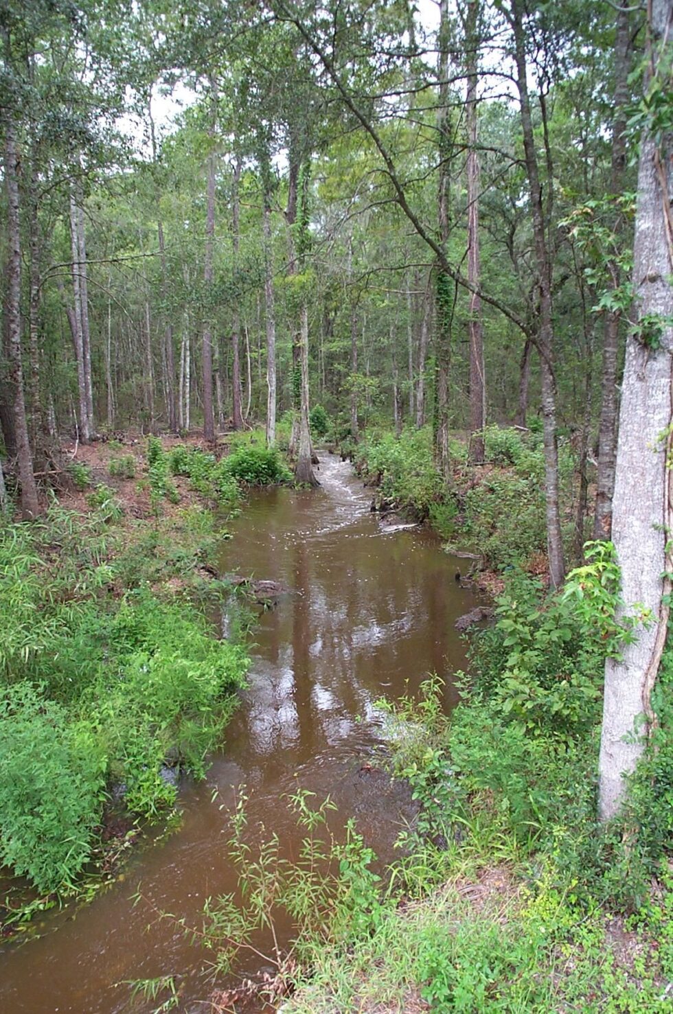 CW Little Hatchet Creek | Gainesville Creeks