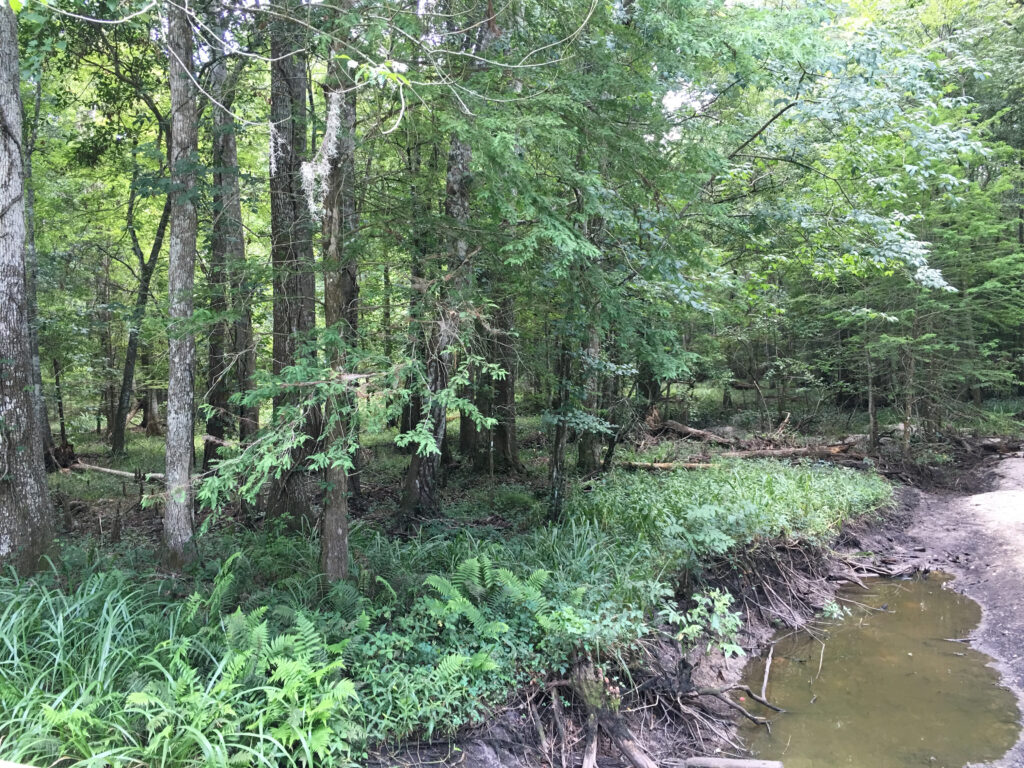 CW Little Hatchet Creek | Gainesville Creeks