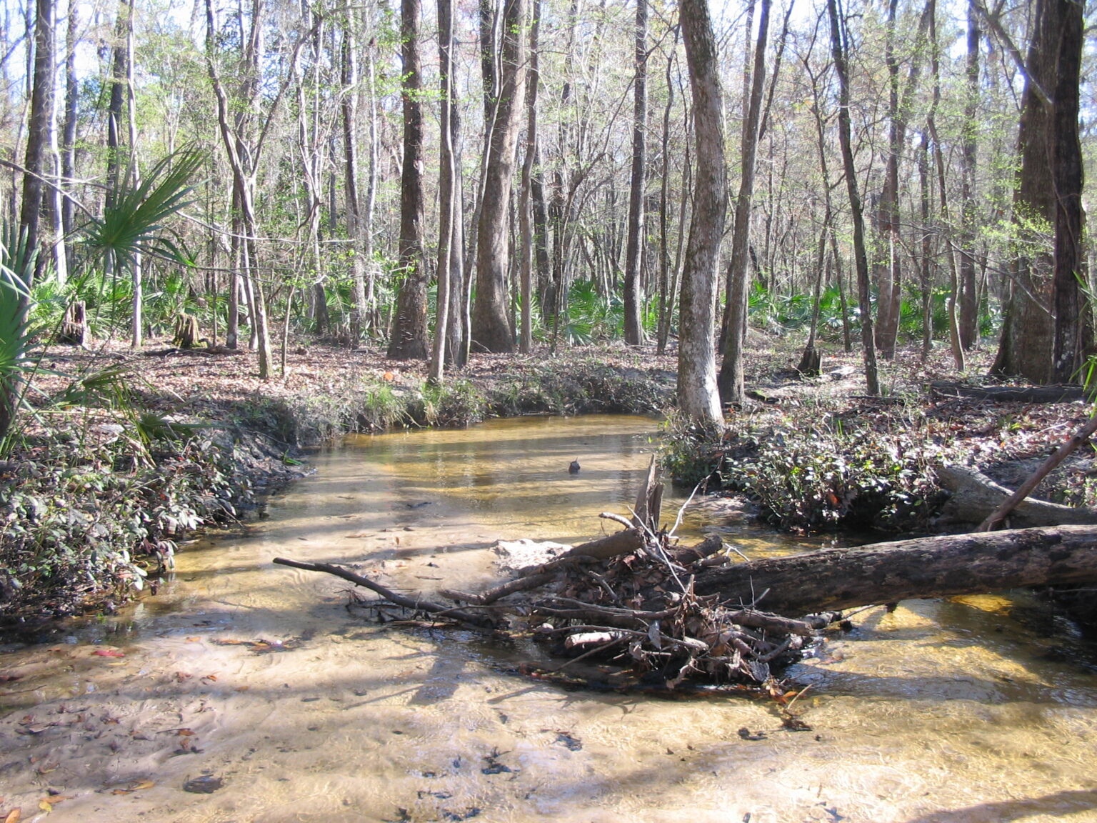 CW Little Hatchet Creek | Gainesville Creeks