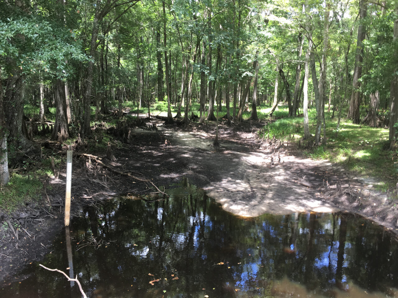 CW Little Hatchet Creek | Gainesville Creeks